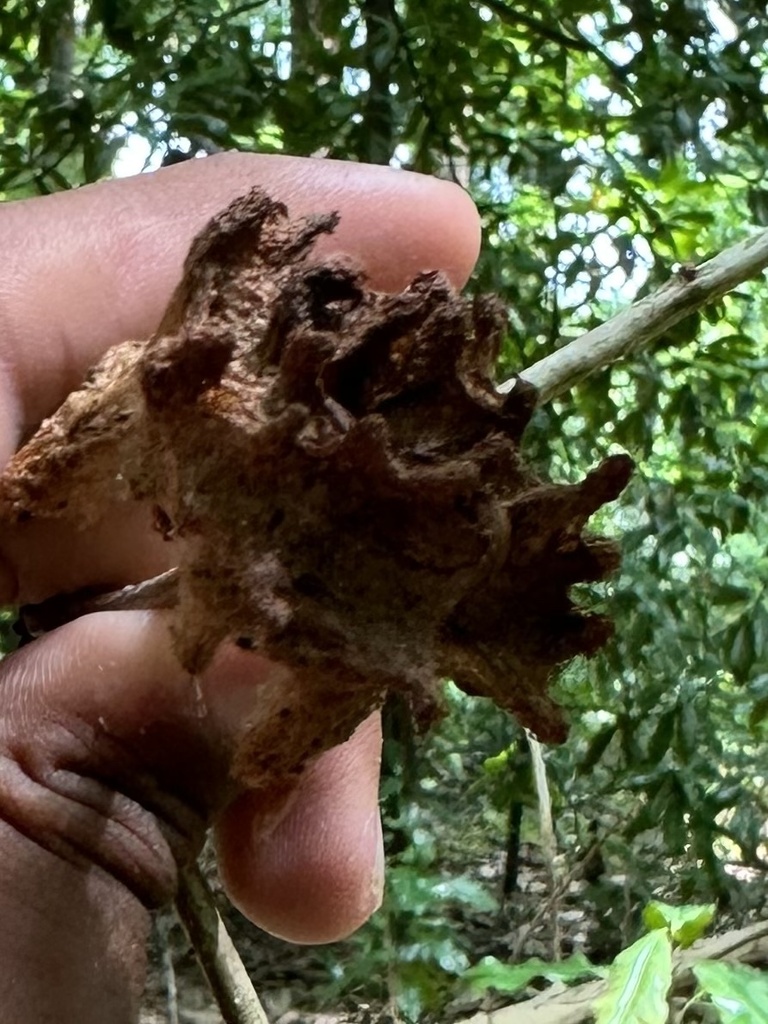 Wool Sower Gall Wasp in August 2023 by Nikhil Reddy · iNaturalist