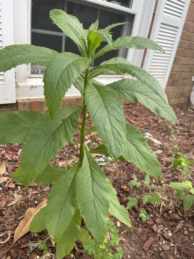 American burnweed from Ponca Pl, Fort Washington, MD, US on August 2 ...