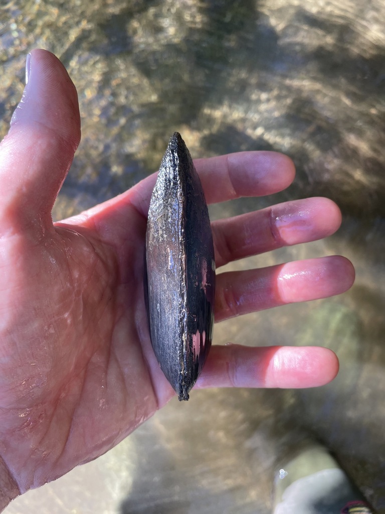 Western Pearlshell in August 2023 by Tyler · iNaturalist