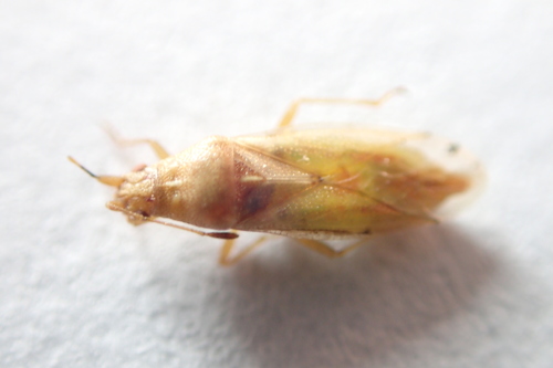 チビヒメヒラタナガカメムシ属 (Cymodema)