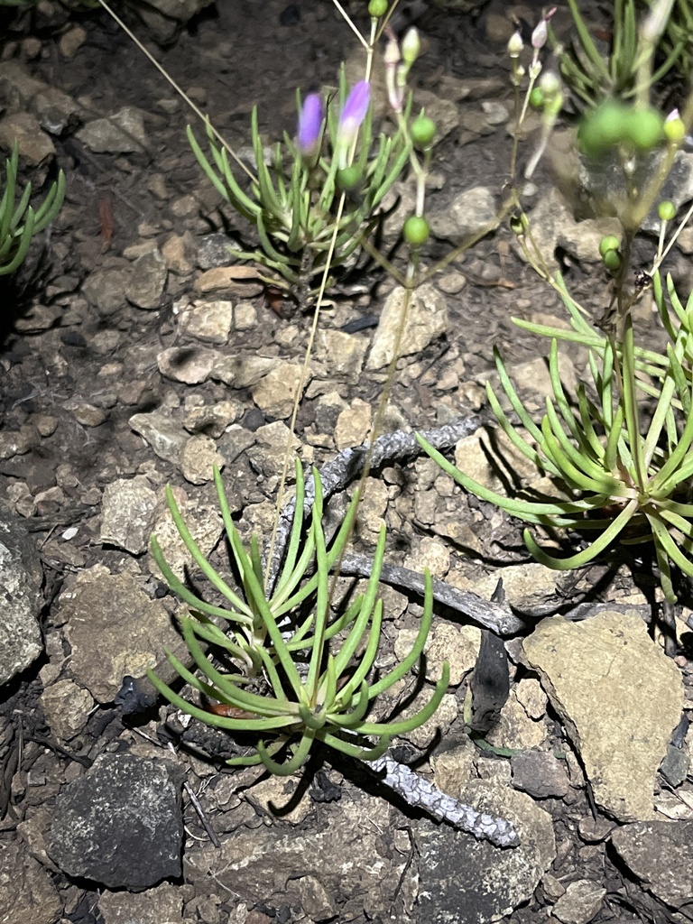 round-leaved fameflower in August 2023 by smartinbiologist · iNaturalist