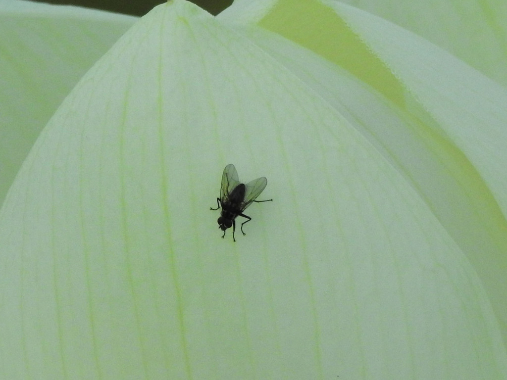 Lesser House Fly from Echo Park, Los Angeles, CA, USA on July 14, 2023 ...