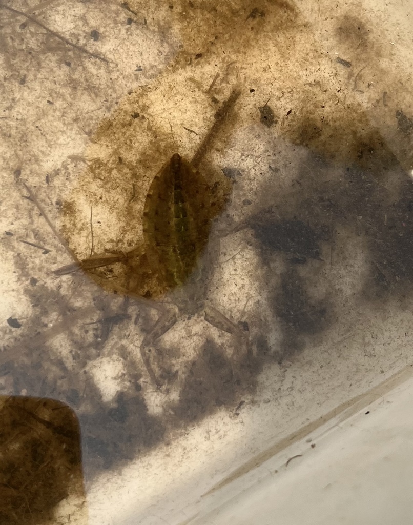 American Giant Water Bug from Silver Bay, MN, US on July 31, 2023 at 12 ...