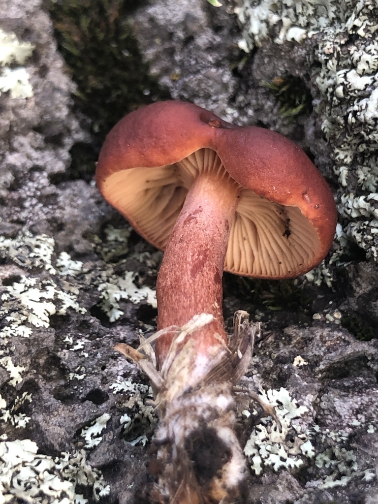 Common Milkcaps from Apache-Sitgreaves National Forests, Greer, AZ, US ...