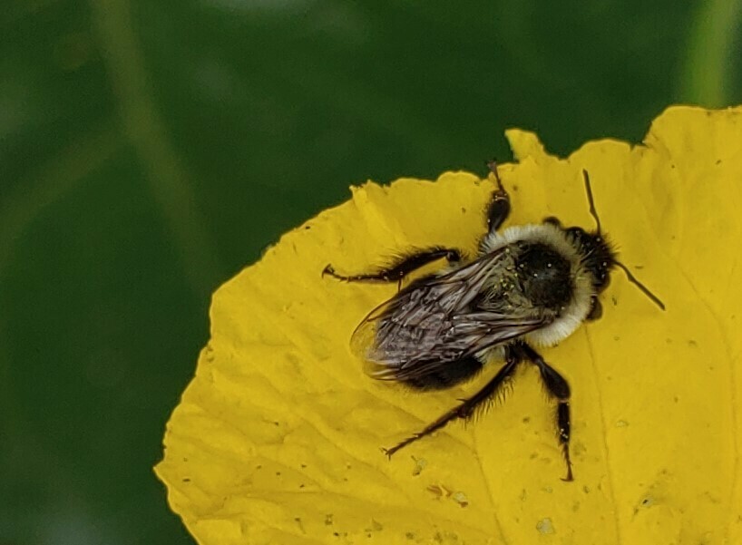 Common Eastern Bumble Bee from Mountain Park, GA, USA on August 2, 2023 ...