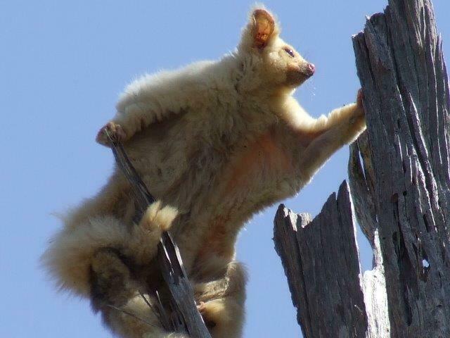 Greater Glider from Goondicum Pastoral Co, Yarrol QLD, Australia on ...