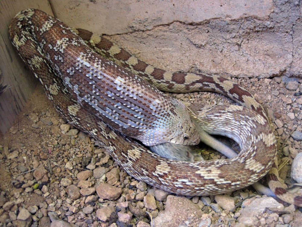 Sonoran Gopher Snake from 3057 N Gaia Pl, Tucson, AZ 85745, USA on June 25, 2013 at 11:34 PM by ...