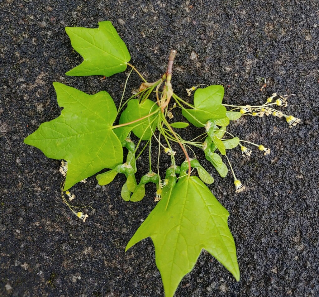 chalk maple from Mountain Park, GA, USA on March 17, 2023 at 07:12 PM ...