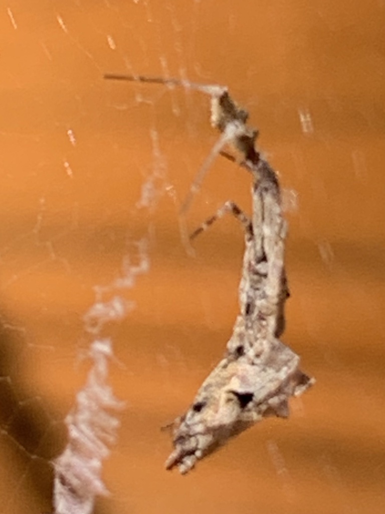 Featherlegged Orbweaver from State Highway 35, Alvin, TX, US on August ...