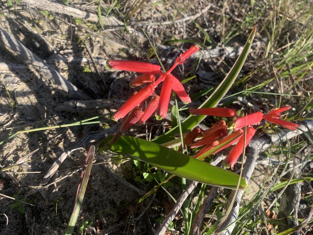 Red Viooltjie from University of the Western Cape, Bellville, WC, ZA on ...