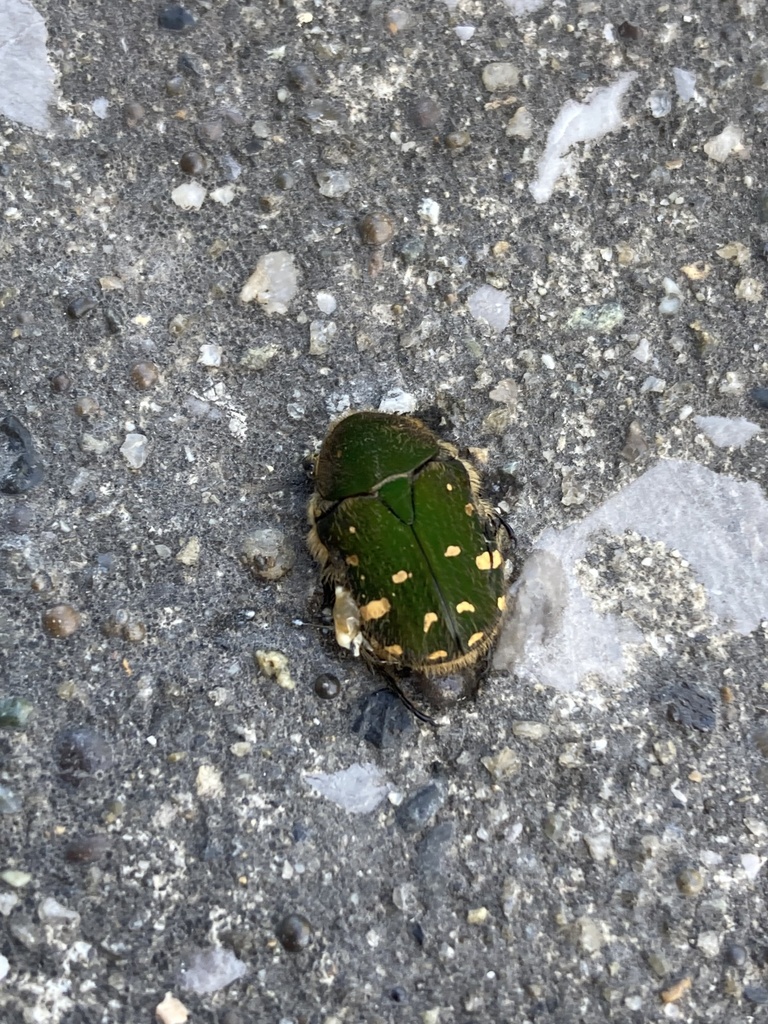 Blue Flower Chafer from Natsushimacho, Yokosuka, Kanagawa, JP on August ...