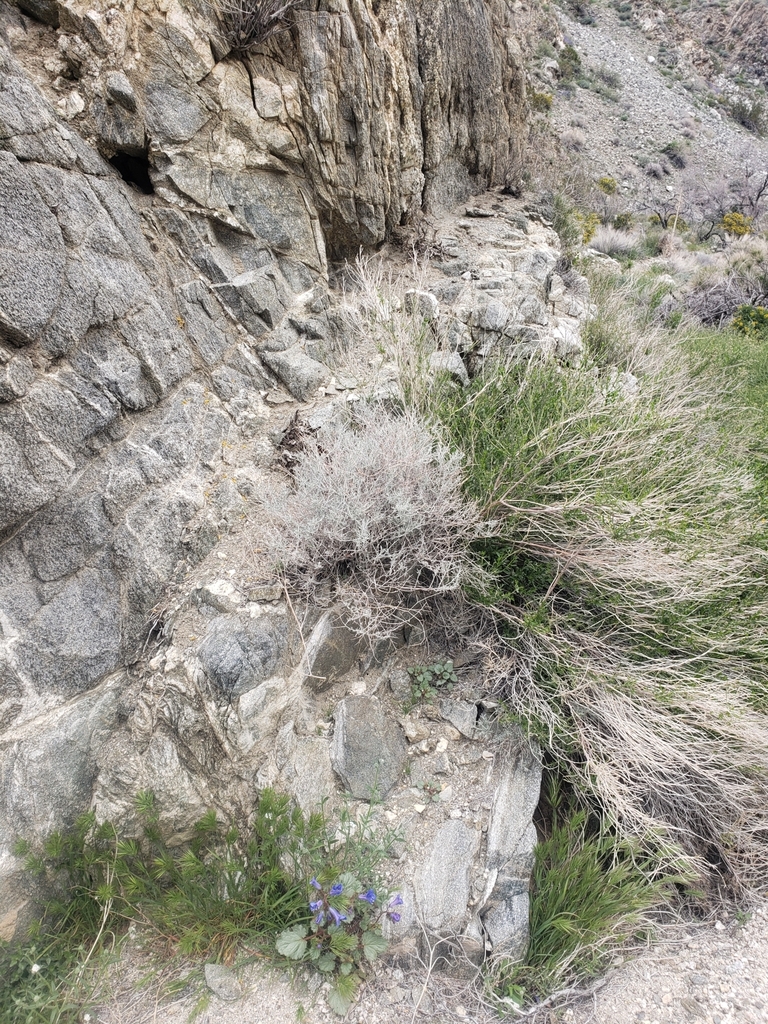 knot-stem bastard-sage from Desert Hot Springs, CA 92240, USA on March ...