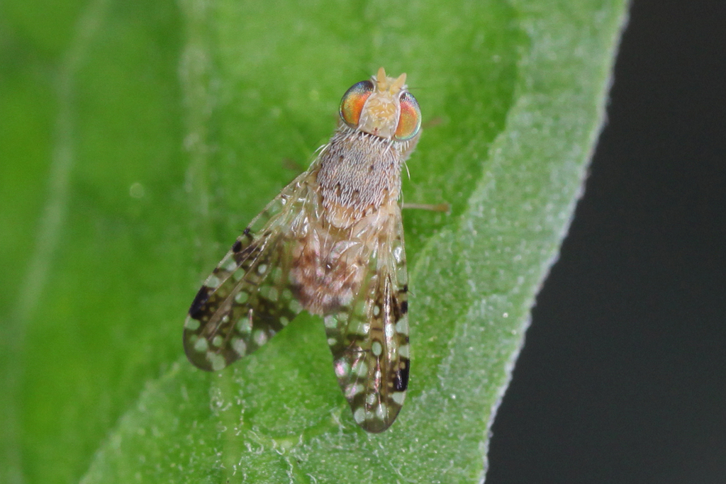 Sourbush Seed Fly from Abbeville County, SC, USA on August 2, 2023 at ...