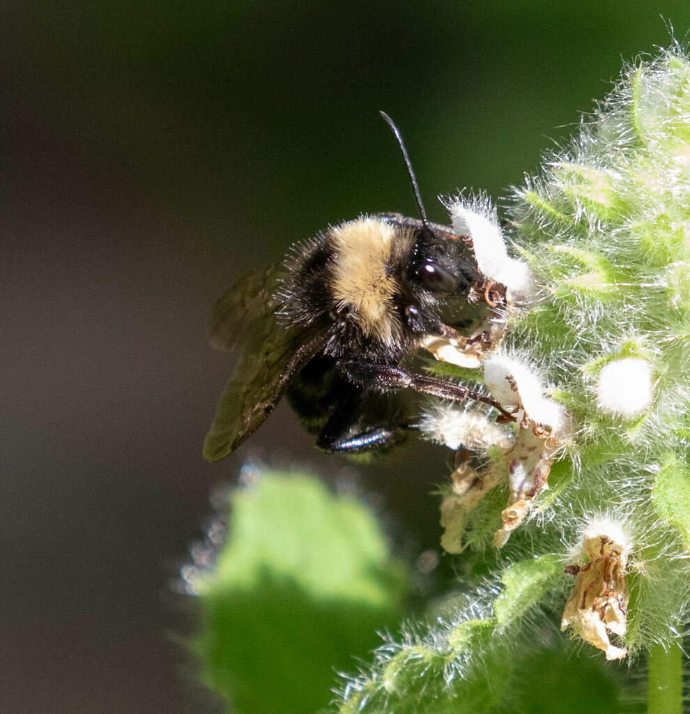 California Bumble Bee from Mitchell Canyon, Mount Diablo SP, Contra ...