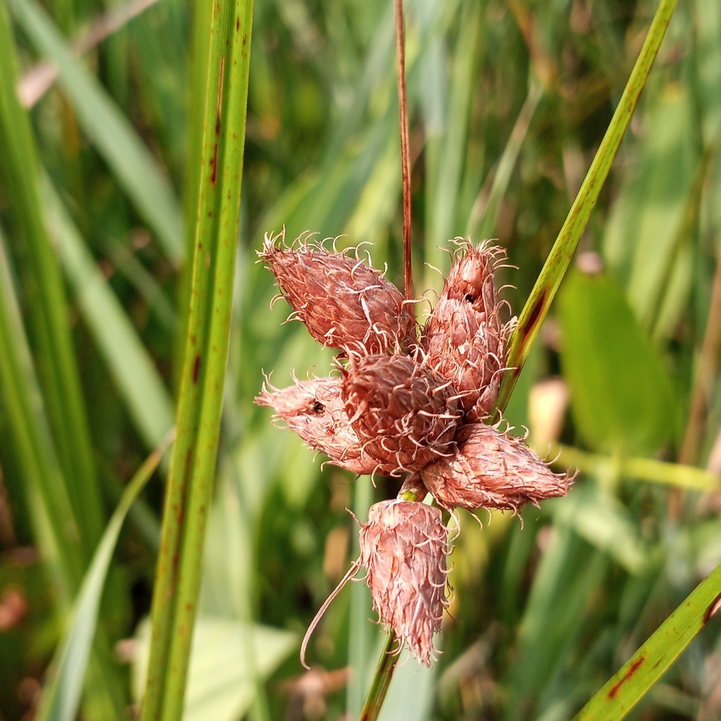 seacoast bulrush from Talbot County, MD, USA on August 2, 2023 at 03:17 ...