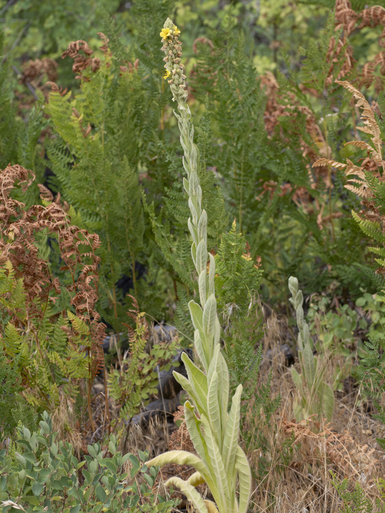 great mullein from San Diego County, CA, USA on July 31, 2023 at 07:45 ...