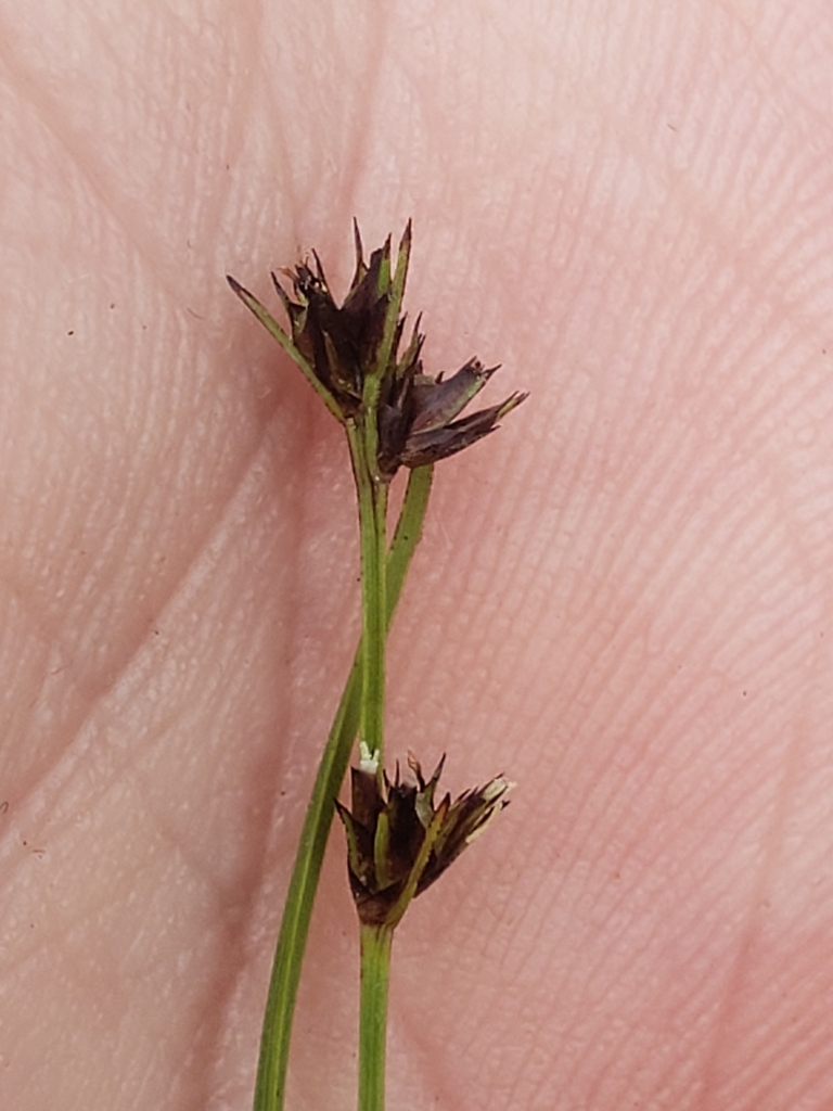brownish beaked-rush from Miller Lake, ON N0H 1Z0, Canada on August 2 ...