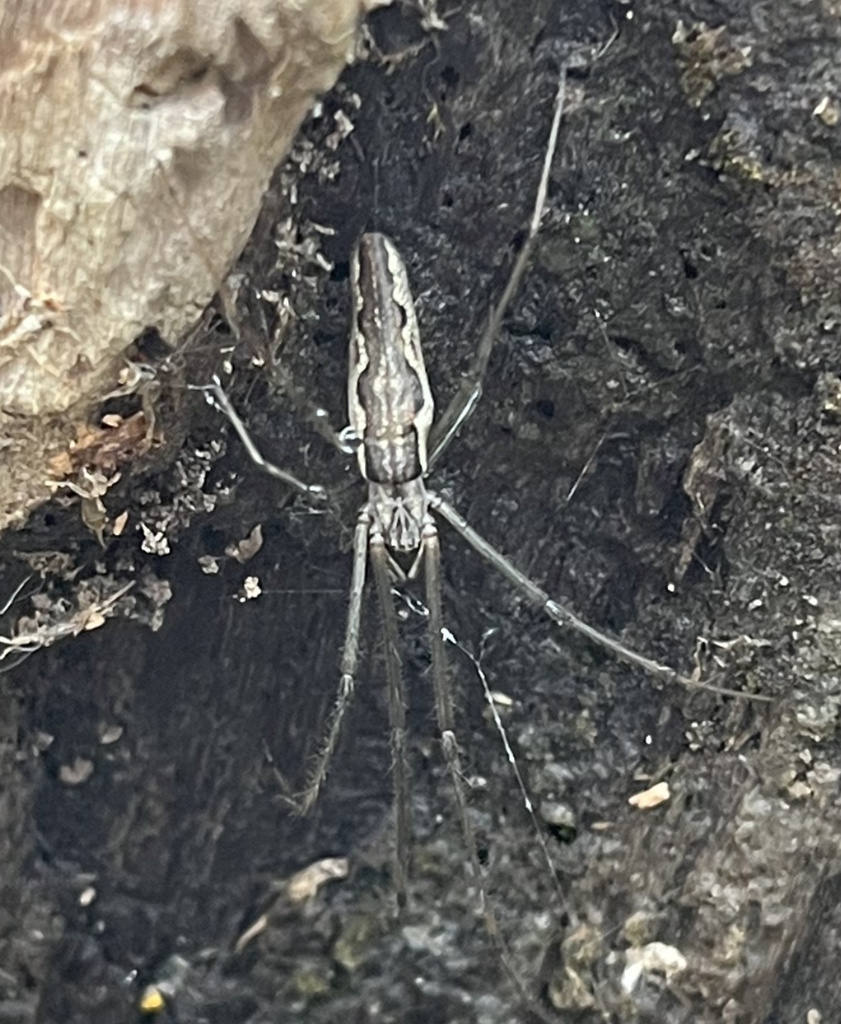Elongate Stilt Spider from Upper Rattlesnake, Missoula, MT, US on ...