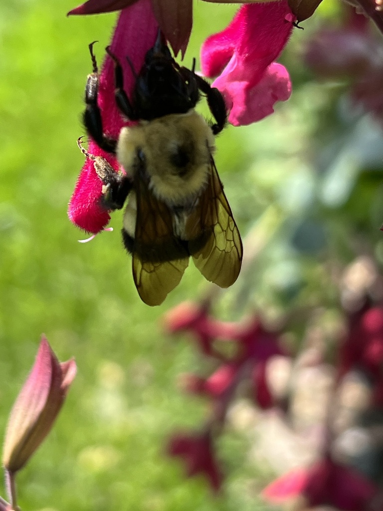 Rusty-patched Bumble Bee in August 2023 by kmj916 · iNaturalist