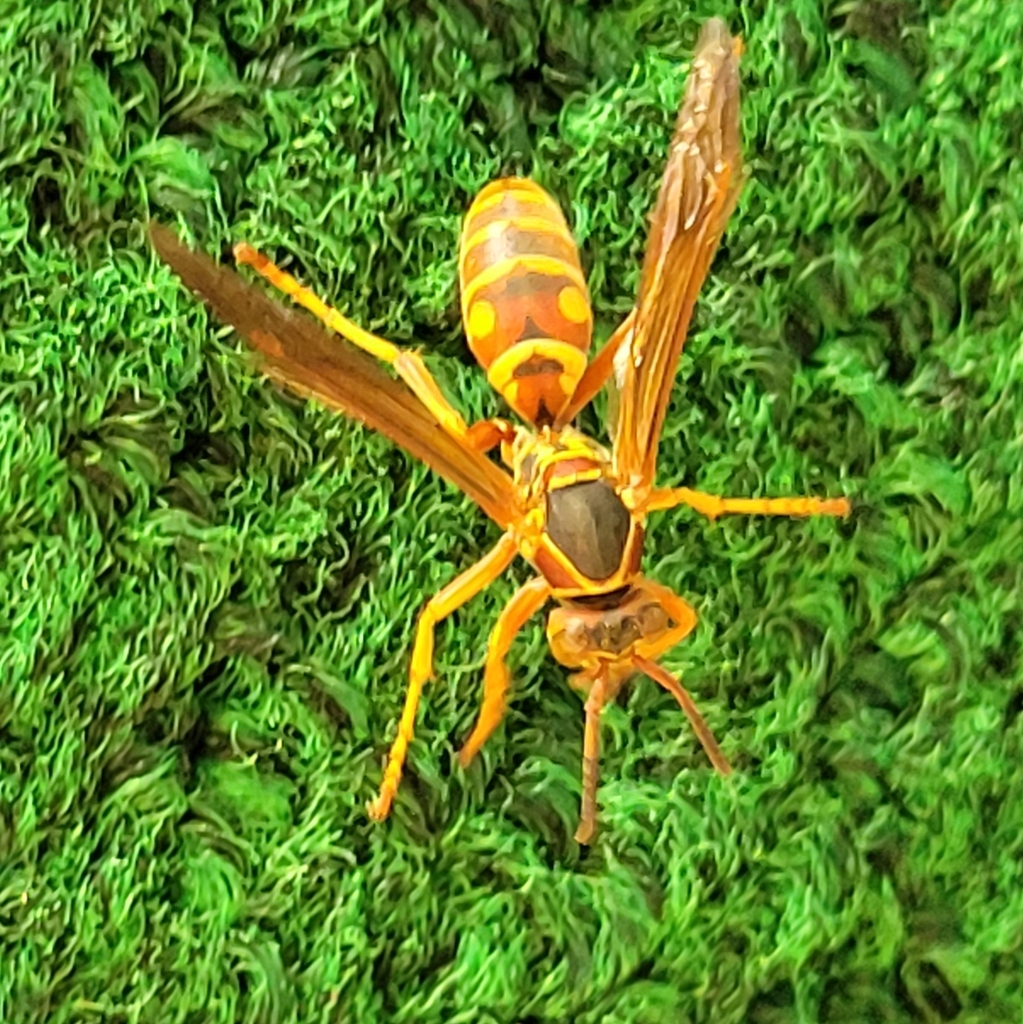Golden Paper Wasp from Glyndon on August 2, 2023 at 07:55 PM by aesch ...