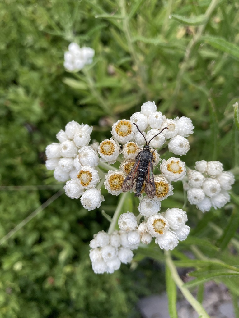 Fireweed Clearwing Moth from East Kootenay, BC, Canada on July 29, 2023 ...