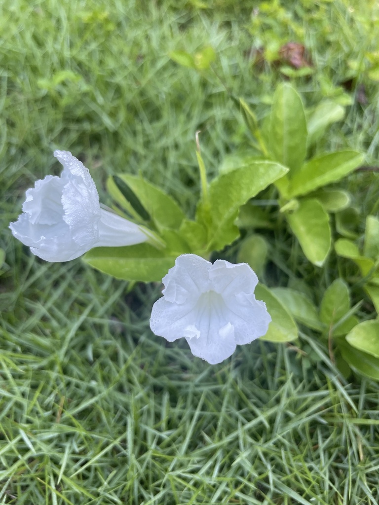 popping pod from Puerto Rico, Garrochales, Puerto Rico, US on August 1 ...