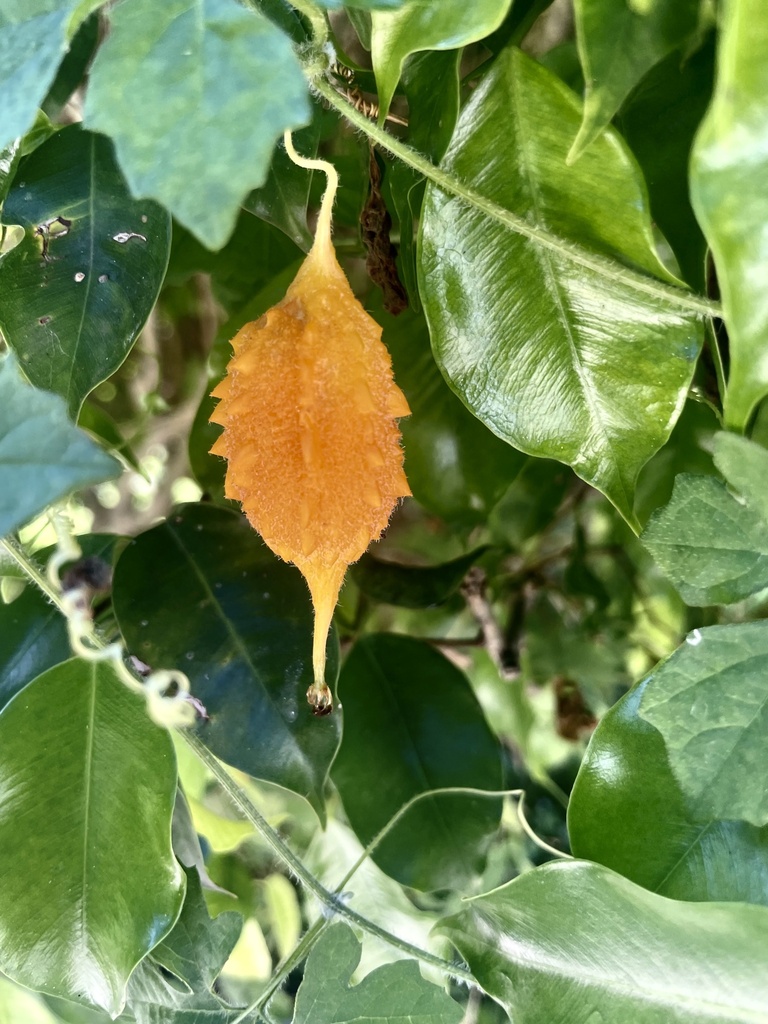 Bitter Melon from Puerto Rico, Hatillo, Puerto Rico, US on August 1 ...