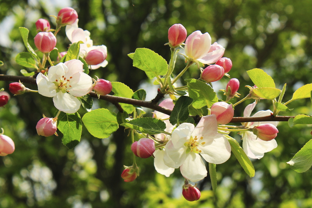 European Wild Apple (Malus sylvestris) - Botanical Realm