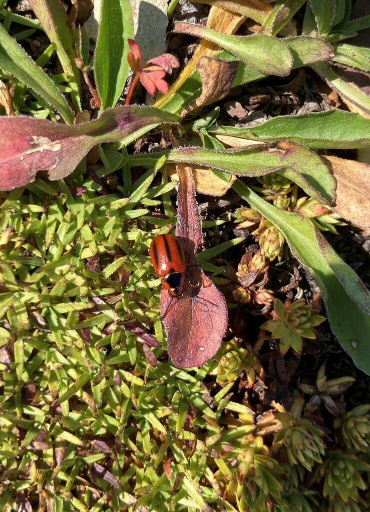 Red turnip beetle from East Kootenay, BC, Canada on July 29, 2023 at 12 ...