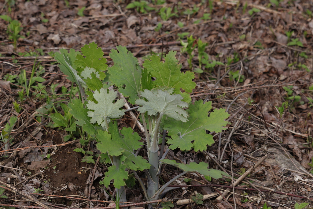Plume Poppy from 天目山国家级自然保护区 on April 5, 2021 at 02:48 PM by Chuan Xuan ...