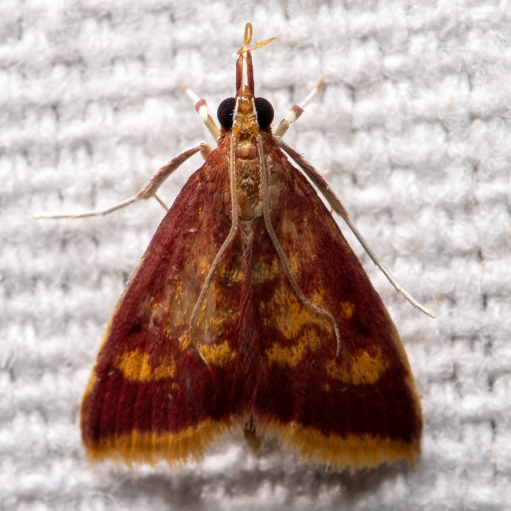 Mint-loving Pyrausta Moth from Allen Acres, Vernon Parish, LA, USA on ...