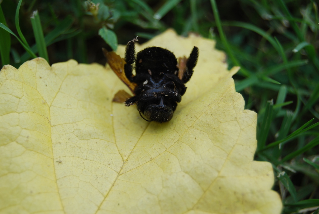Large Carpenter Bees from 31710 Col Dublán, Chih., México on July 30 ...