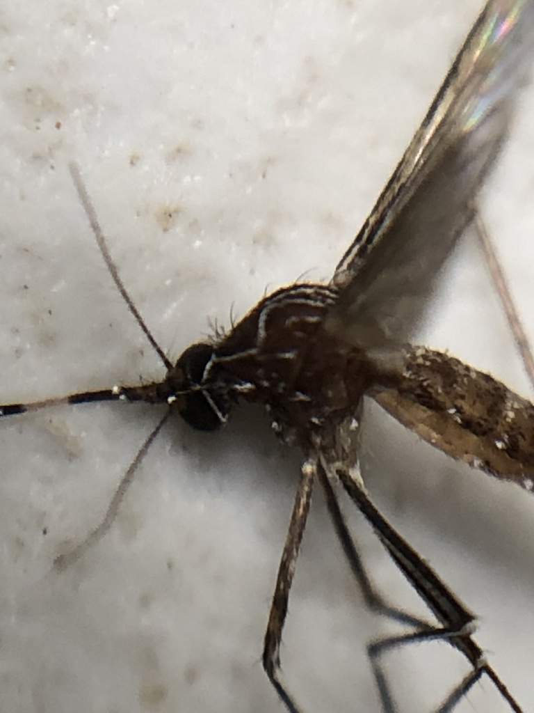 Striped Mosquito in August 2023 by craigwelden · iNaturalist