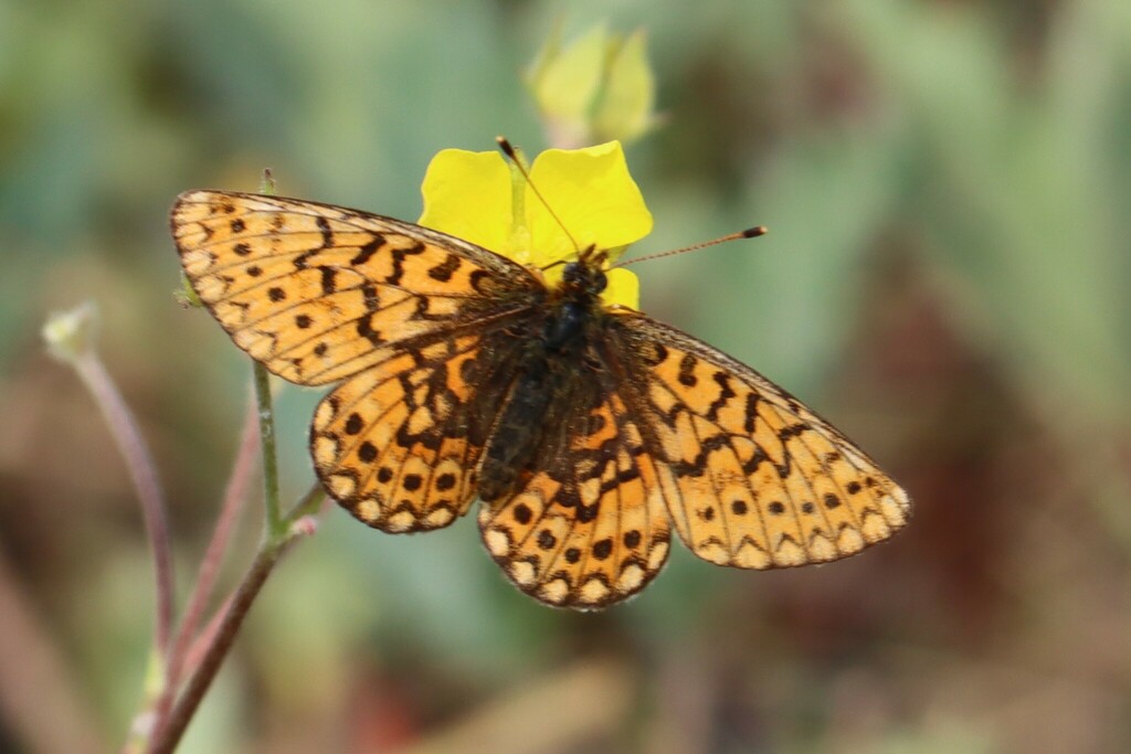 Bog Fritillary from Pink Mtn, Peace River, BC, Canada on July 7, 2023 ...