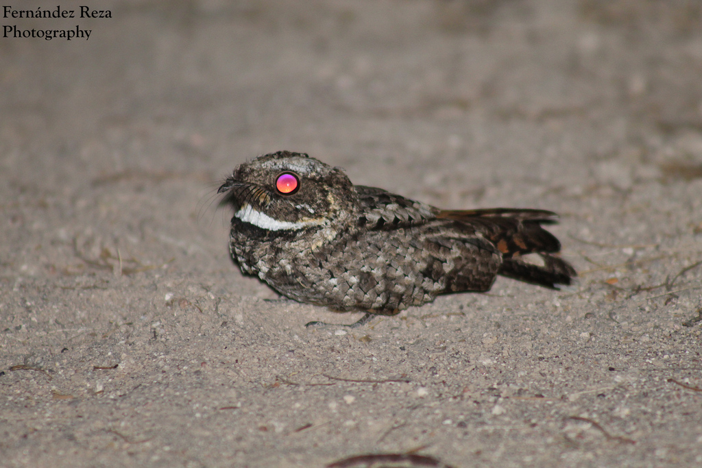 Common Poorwill from La Paz, B.C.S., México on July 30, 2023 at 09:13 ...