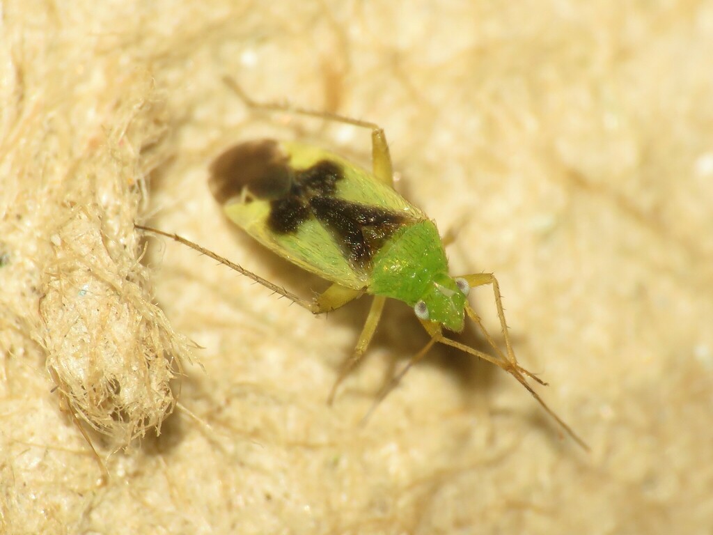 Ornate Plant Bug from 1 Coville Ct, Norfolk County, ON, Canada on July ...