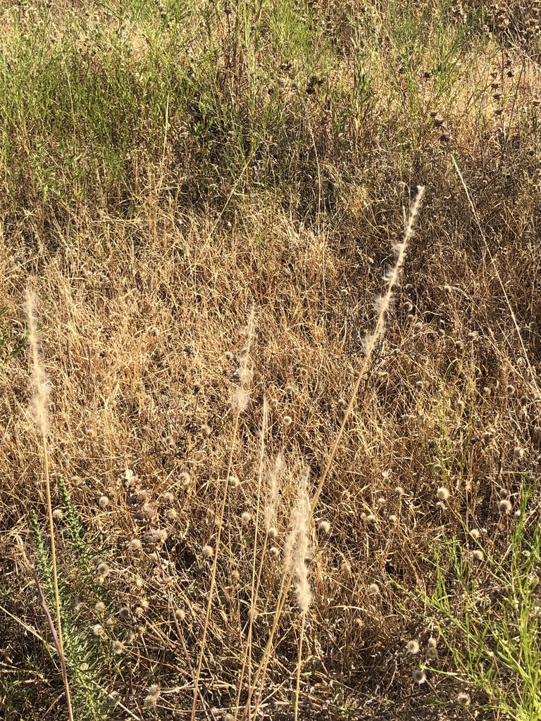 silver bluestem from Granbury, TX, US on July 30, 2023 at 09:20 AM by ...