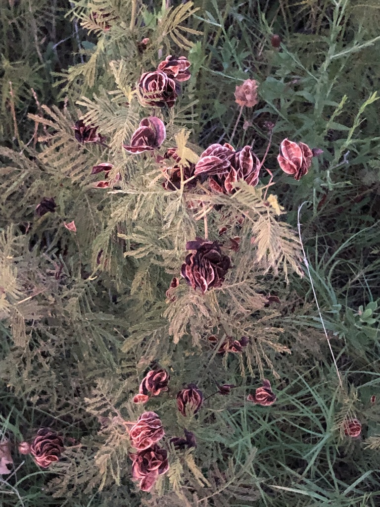 Illinois bundleflower from Benbrook, TX, US on July 31, 2023 at 02:57 ...