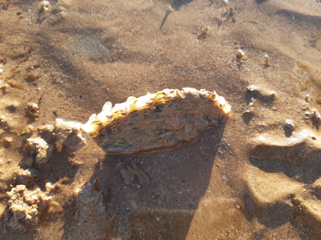 Pen Shells from Port Hedland, WA, Australia on July 4, 2023 at 04:40 PM ...