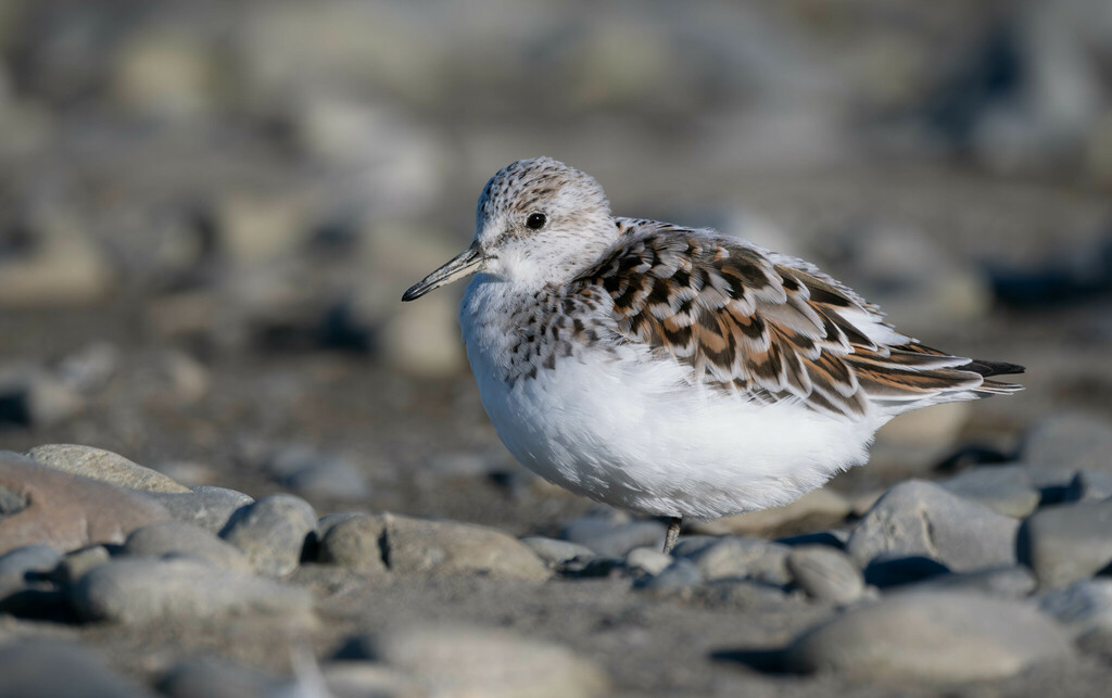 Sanderling from Waimakariri, NZ-CA, NZ on May 6, 2023 by Ben Ackerley ...