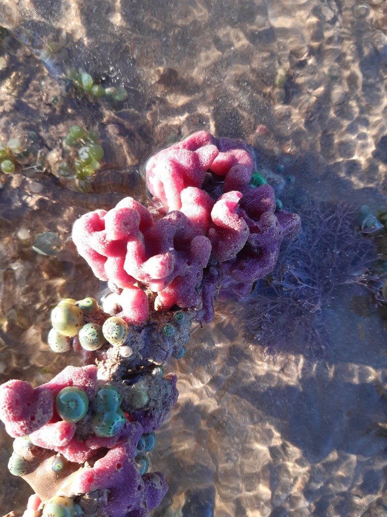 Chalinidae from Port Hedland, WA, Australia on July 4, 2023 at 04:53 PM ...