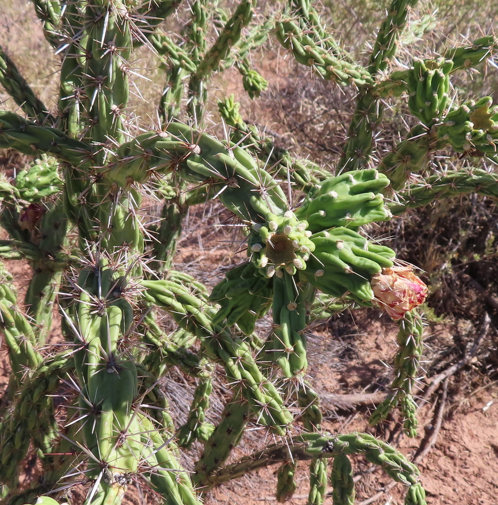 Northern Tree Cholla from Sandoval County, NM, USA on August 2, 2023 at ...