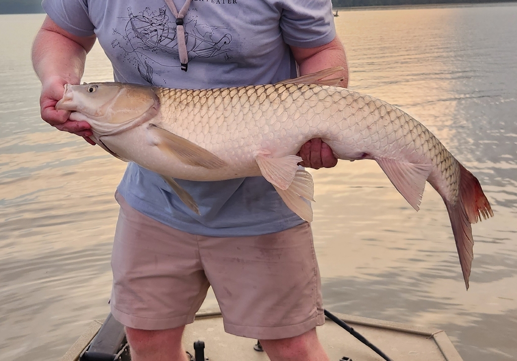 Grass Carp from Houston County, TN, USA on 30 June, 2023 at 08:21 PM by ...