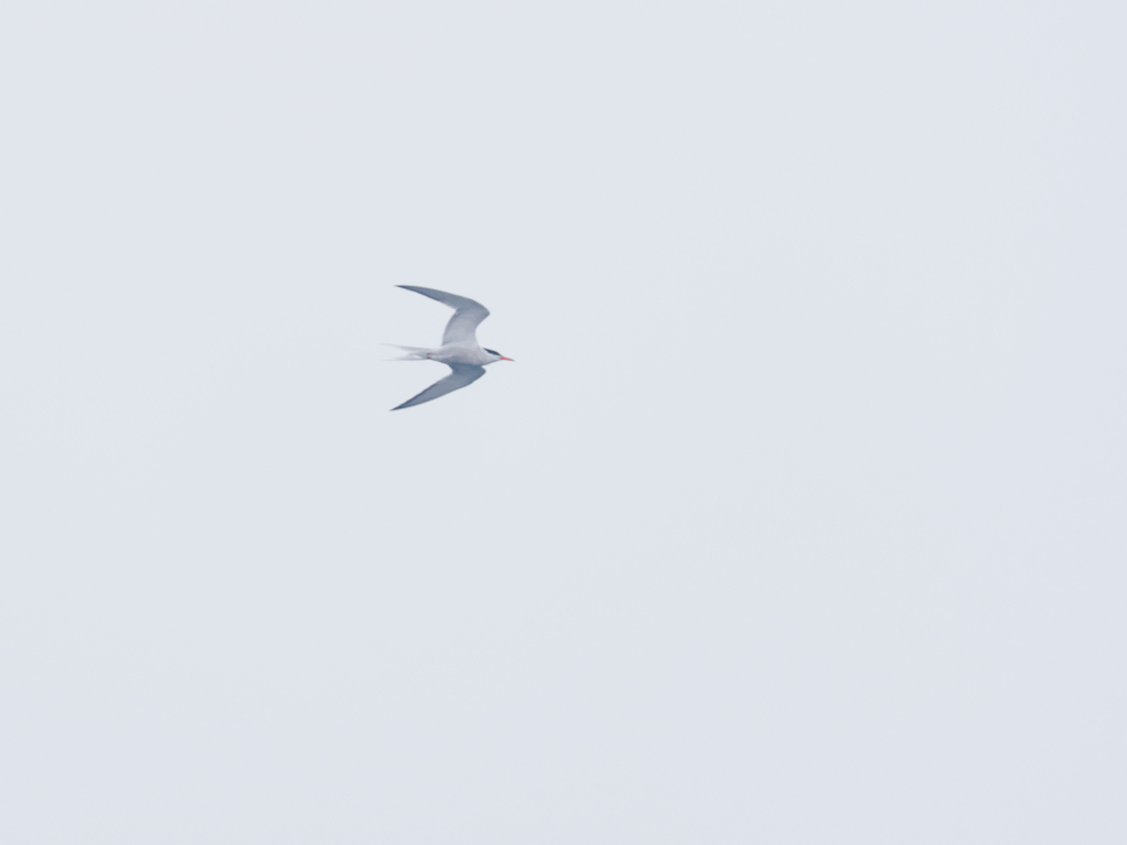 Common Tern from Southwest Rural District, NB, Canada on July 22, 2023 ...