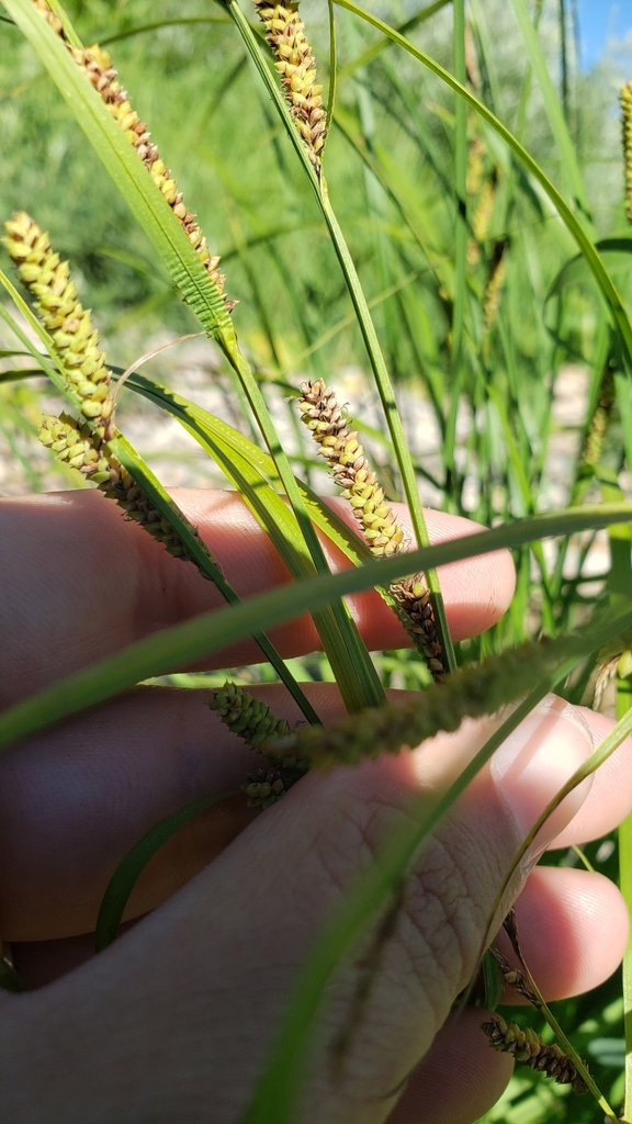Nebraska sedge from Bucks Lake, CA, USA on July 26, 2023 at 09:45 AM by ...