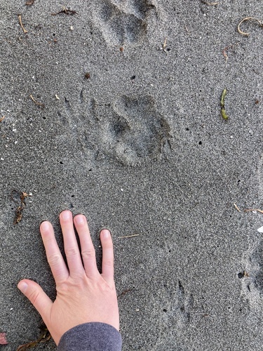 Raccoon Tracks – NatureTracking