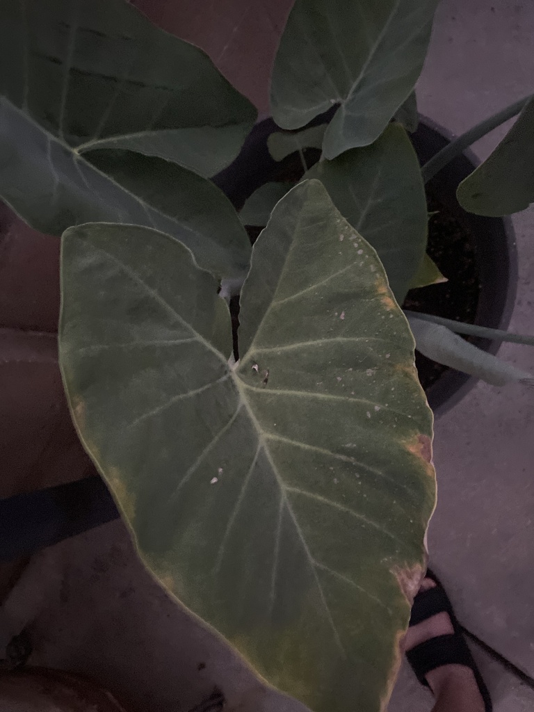 Aroideae from Eucalyptus Dr, Highland, CA, US on August 2, 2023 at 08: ...