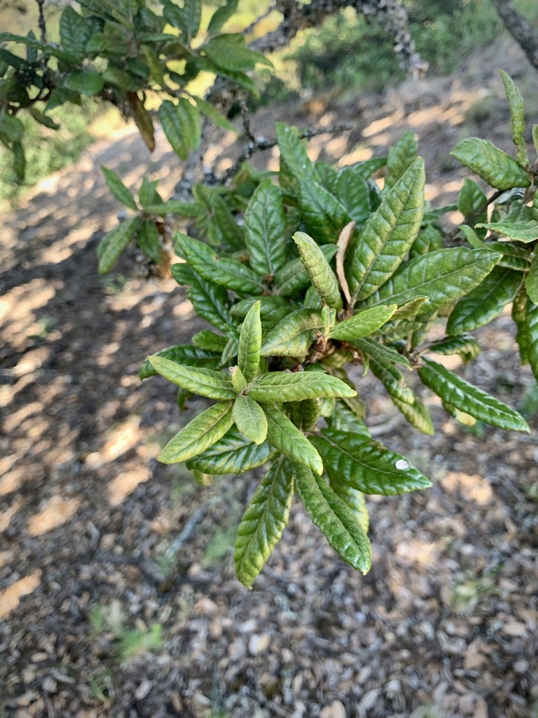 island oak (Quercus tomentella) - Botanical Realm