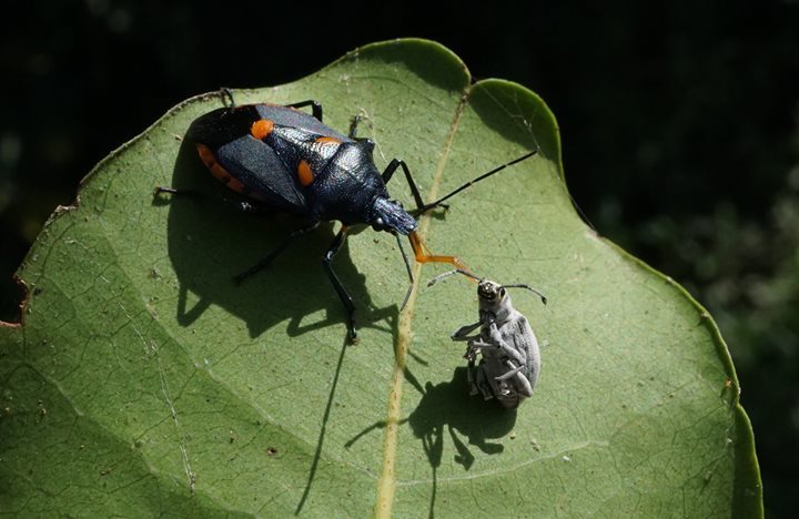 Florida Predatory Stink Bug from FORT LAUDERDALE on January 19, 2019 by ...