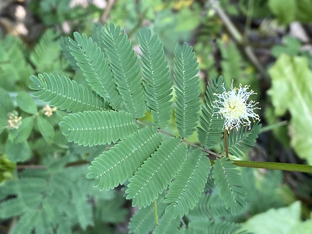 Illinois bundleflower in August 2023 by Christopher David Benda ...